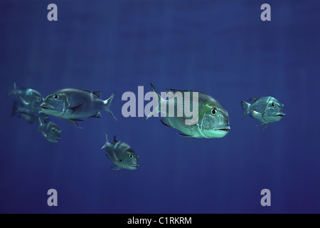 Pentapod (monotaxis grandoculis), Red sea, Egipt Stock Photo - Alamy