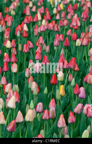 Red tulips in flower field Stock Photo - Alamy
