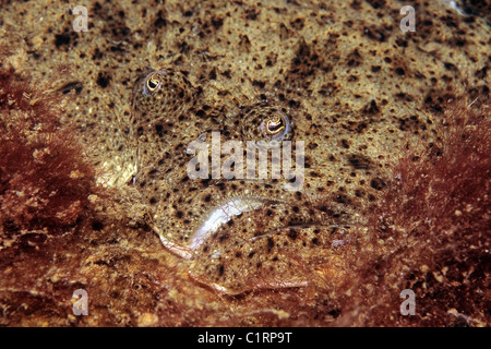 Black-Sea Turbot, Kalkan (Psetta maetica, Scophthalmus maeoticus) Black ...