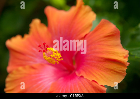 close up orange hibiscus flower red center pistil stamens concept of ...
