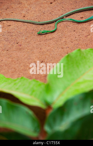 Selective focus shot of a green snake on a branch, with a green bokeh ...
