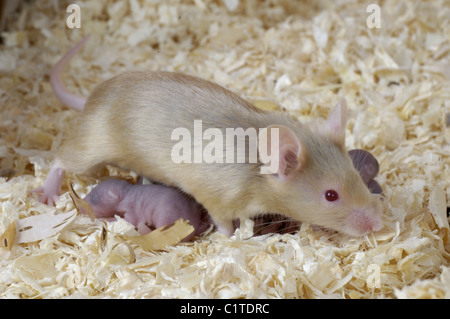 House Mouse (Mus musculus). Mother carrying young away from an ...