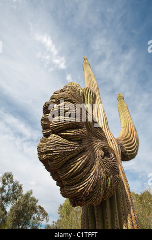 Cacti in Phoenix desert botanical garden, Arizona, USA Stock Photo - Alamy