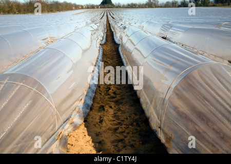 Polythene plastic sheeting covering vegetable crop field Stock Photo ...