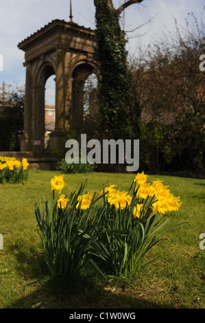 Spring flowering Daffodils growing wild in the landscape with dramatic ...