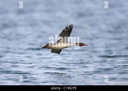 GOOSANDER Mergus merganser Female in flight Switzerland Stock Photo - Alamy