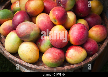 Hawaii, Ripe Haydn mangoes Stock Photo - Alamy