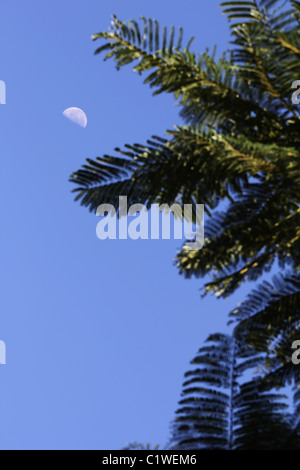 Half moon over tree top against blue sky, Bavaria, Germany Stock Photo ...