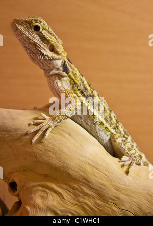 lizard on a log Stock Photo - Alamy