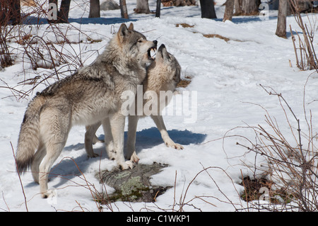 A Timber Wolf expressing dominance Stock Photo - Alamy