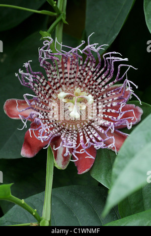 giant granadilla Passiflora quadrangularis, Barbadine, Grenadine, Bali ...