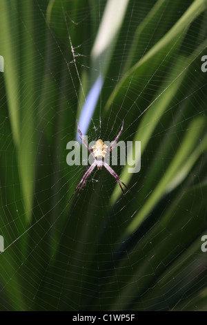 bali indonesia spider big web scary creepy crawly insect wildlife ...