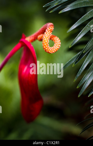 Pigtail plant (Anthurium scherzerianum Stock Photo - Alamy