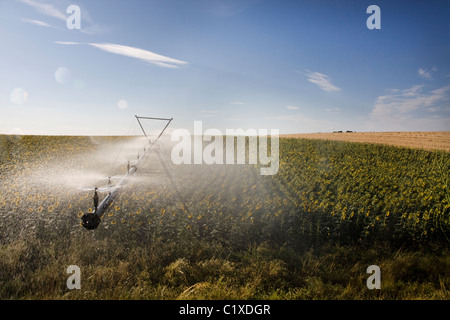 View of a active irrigation system watering a sunflower field Stock ...