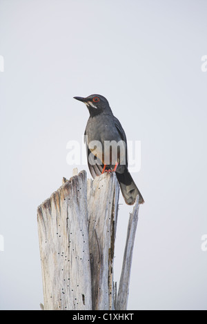 Red-legged Thrush (Turdus plumbeus ardosiaceus), El Yunque Rain Forest ...