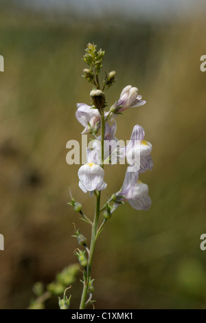 Pale Toadflax (Linaria repens Stock Photo - Alamy