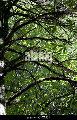 Underneath view of a very tall tree on a forest Stock Photo - Alamy