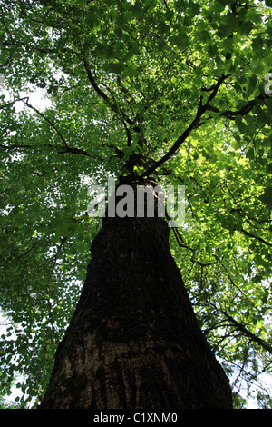 Underneath view of a very tall tree on a forest Stock Photo - Alamy