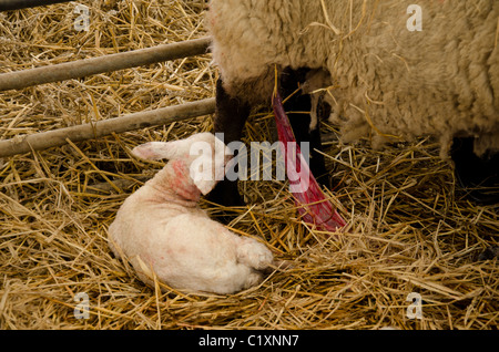 Sheep giving birth to their lambs at Newlyns Farm, Odiham, Hampshire ...