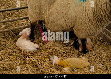 Sheep giving birth to their lambs at Newlyns Farm, Odiham, Hampshire ...
