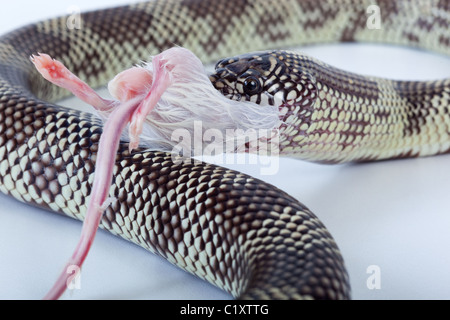Goins King Snake Lampropeltis getulus goini eating dead mouse Stock ...