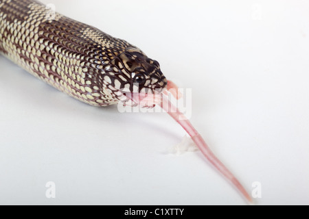 Goins King Snake Lampropeltis getulus goini eating dead mouse Stock ...