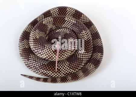 Goins King Snake Lampropeltis getulus goini eating dead mouse Stock ...