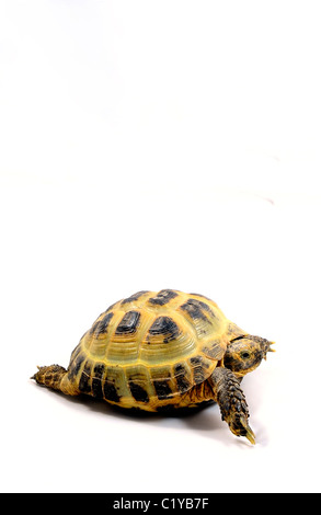 A male Horsefield tortoise (Testudo horsefieldi Stock Photo - Alamy