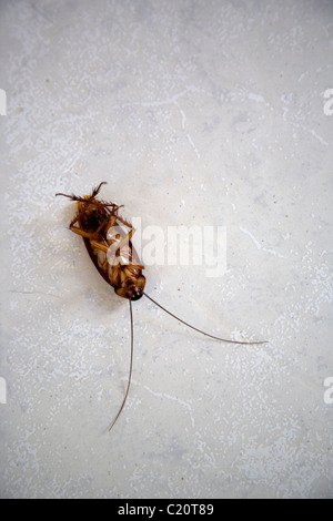 The belly or underside of a cockroach Stock Photo - Alamy