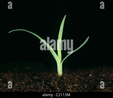 Crowsfoot grass (Eleusine indica) seedling grass weed Stock Photo - Alamy