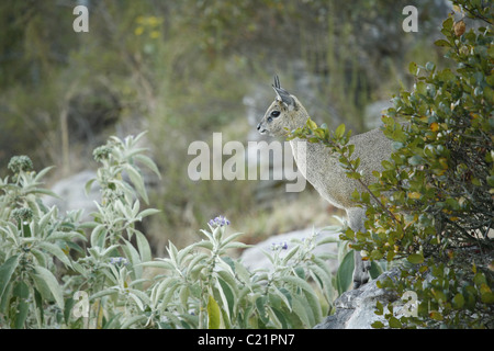 A picture of a Klipspringer about to jump. Taken at Crystal Springs ...