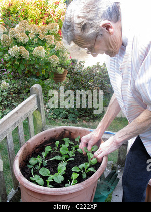 elderly woman planting out polyanthus Stock Photo - Alamy