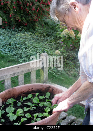 elderly woman planting out polyanthus Stock Photo - Alamy