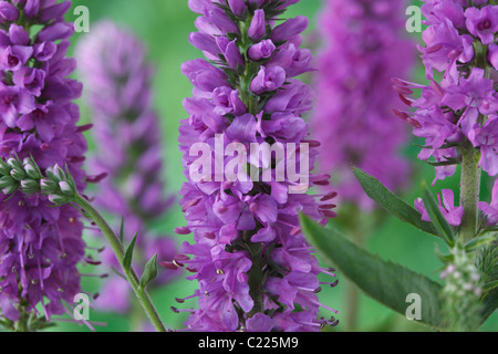 Veronica 'Purpleicious' Speedwell June Stock Photo - Alamy