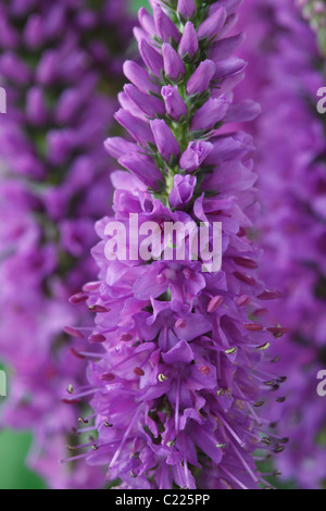 Speedwell Veronica "Purpleicious Stock Photo - Alamy