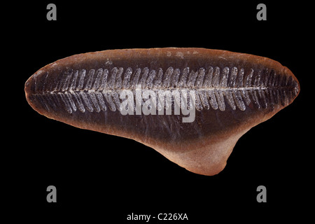 Fossil fern Pecopteris of Pennsylvanian age (Carboniferous) from Mazon ...