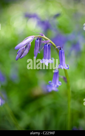 A single Bluebell stem Stock Photo - Alamy