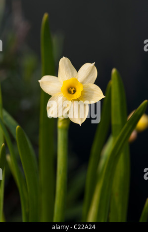 Yellow flowers of Narcissus "Minnow" a spring flowering bulb Stock ...