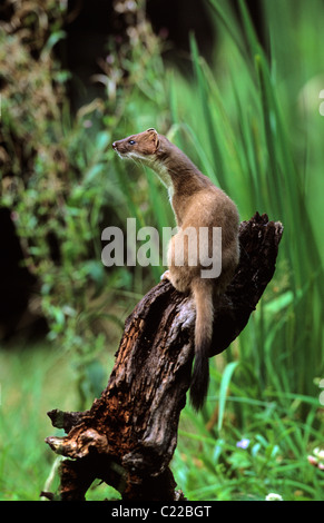 Male stoat (Mustela erminea) Europe. Captive Stock Photo - Alamy