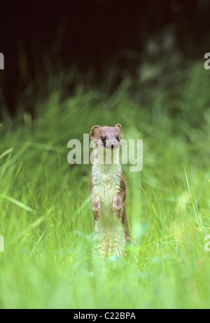 Male stoat (Mustela erminea) Europe. Captive Stock Photo - Alamy