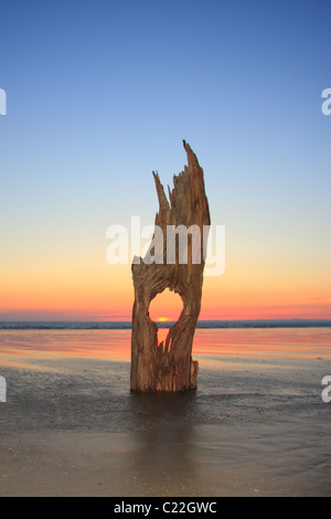 Driftwood log standing upright on beach, with natural central hole and ...