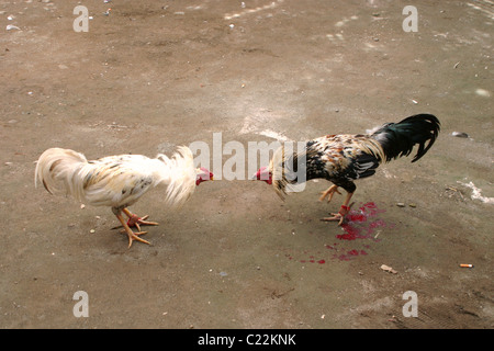 Two roosters fighting during a cockfight Stock Photo - Alamy