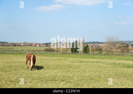 A solitary horse in Hansell’s Farm, Shottery, Stratford-on-Avon Stock ...