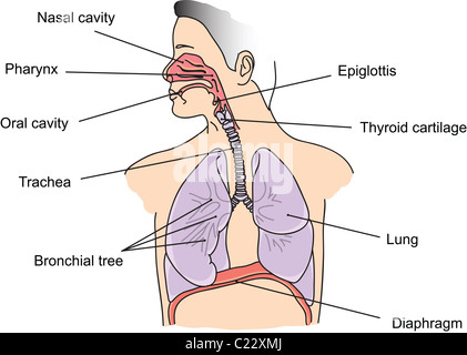 Illustration of the anatomy of the human respiratory system, with lungs ...