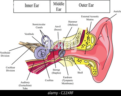 Human ear, illustration Stock Photo - Alamy