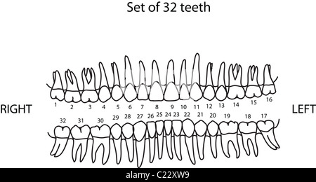 Human teeth, illustration Stock Photo - Alamy