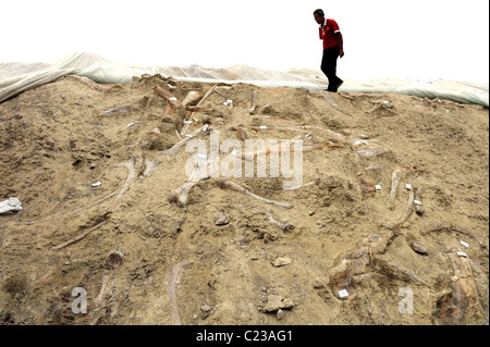 Dig Undercovers Mass Dinosaur Grave It's the real life Jurassic Park ...