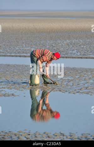People clam digging in the tidal mud flats of Humboldt Bay, near Eureka ...