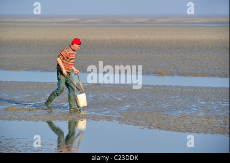 People clam digging in the tidal mud flats of Humboldt Bay, near Eureka ...