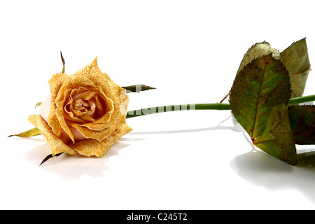withering rose isolated on white background Stock Photo - Alamy